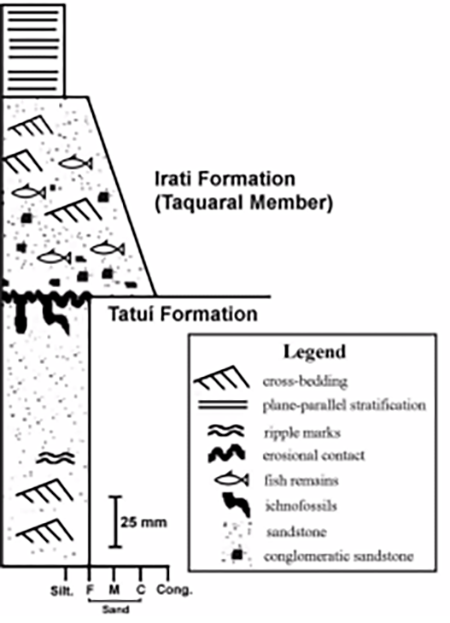 Holocephali from the Irati Formation (Paraná Basin), Brazil: Origin ...