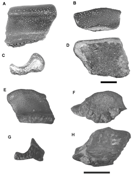 Holocephali from the Irati Formation (Paraná Basin), Brazil: Origin ...